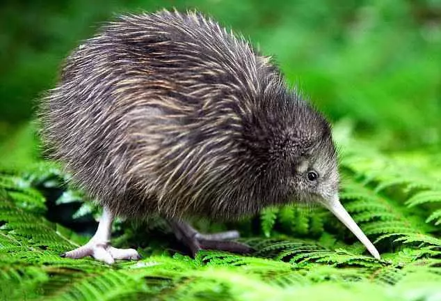 Kiwi oiseau