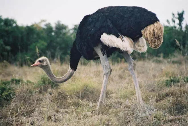 ostrich