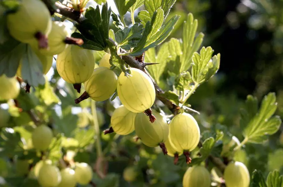 What can be done from the gooseberry for the winter?