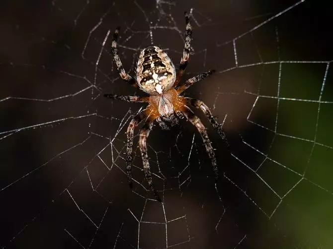 Foto's - watter drome van 'n web met spinnekoppe