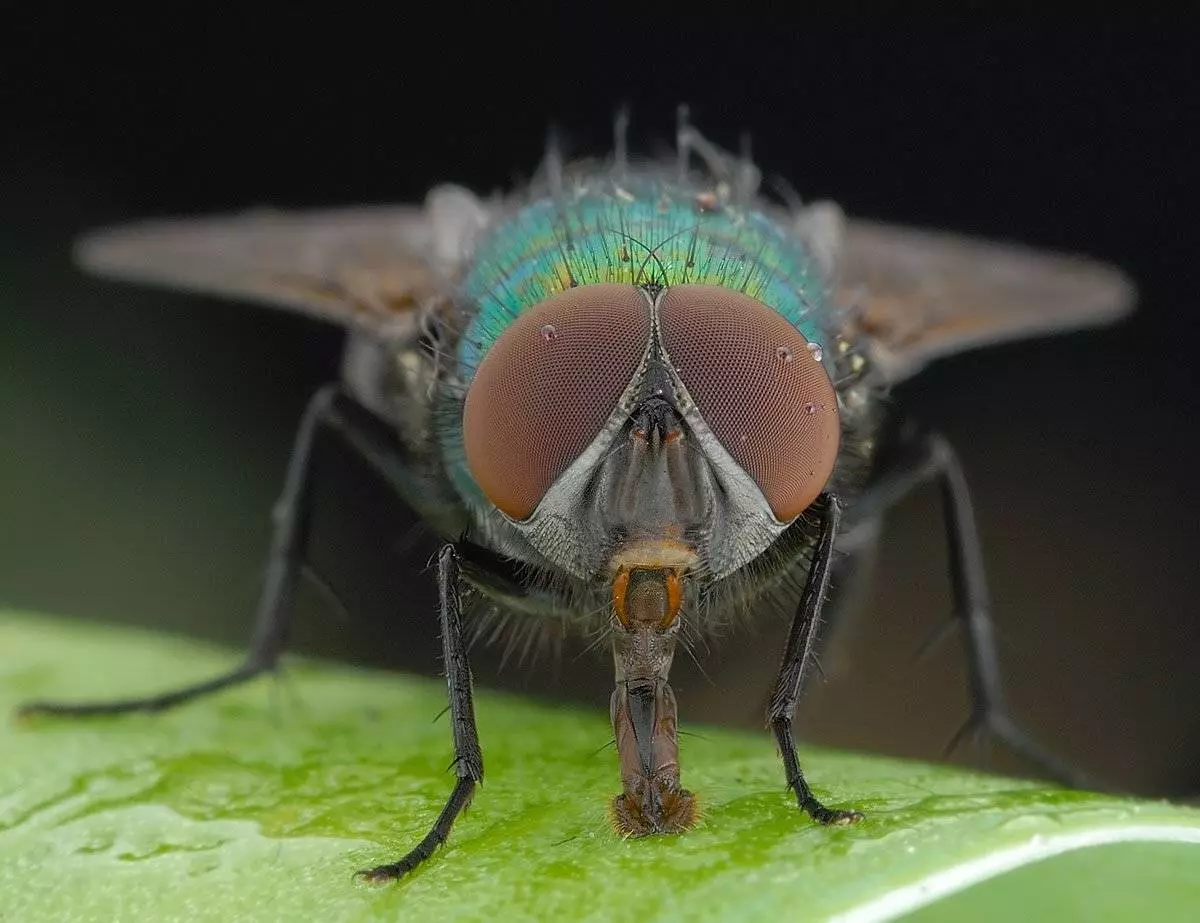 Foto: ¿Qué aspecto tiene volando bajo un microscopio?