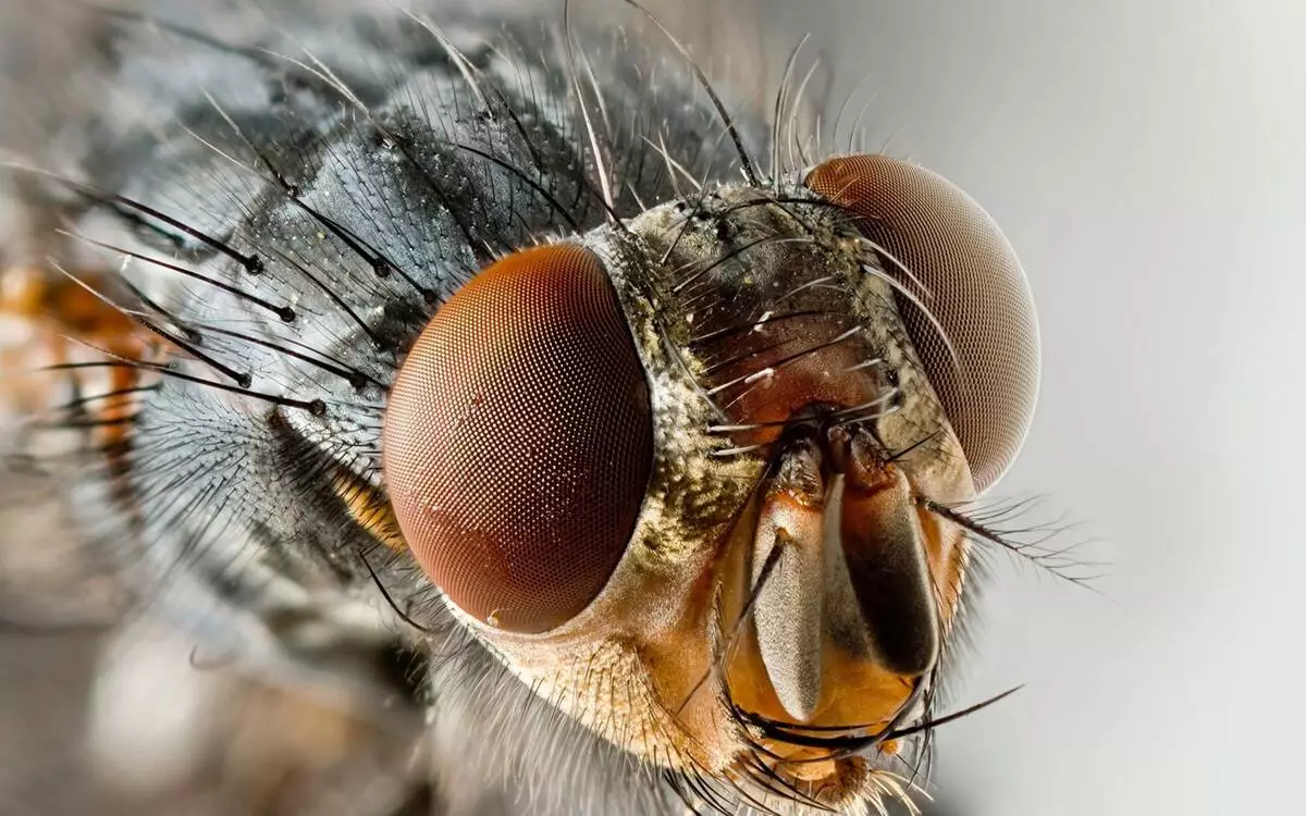 Photo 3 - What does a fly look like under a microscope