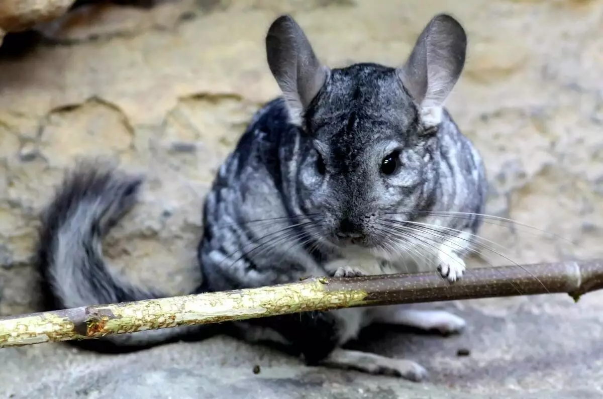 تصویر 2 - گھر میں Chinchilla کس طرح بڑھنے کے لئے