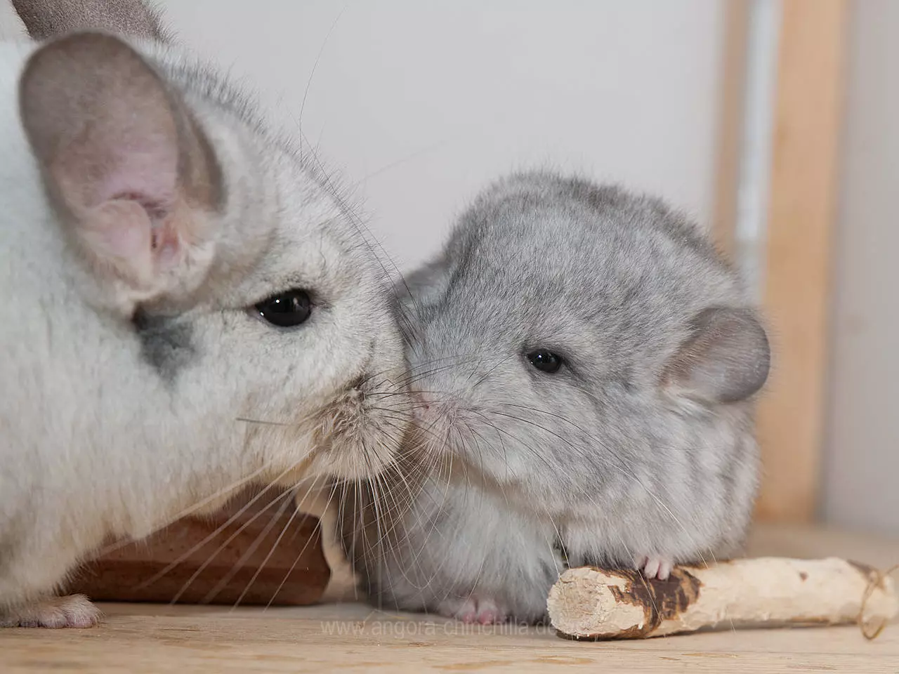 Fotografie 3 - Cum să crească Chinchilla la domiciliu