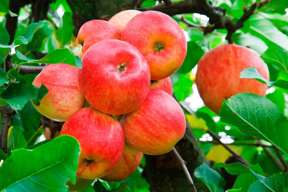 Foto - proč Apple Stromy klesne jablka a co dělat