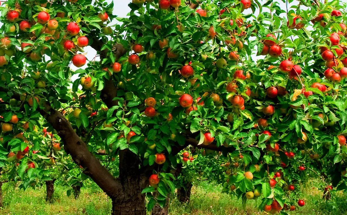 Foto 2 - Proč Apple Strom klesne jablka a co dělat