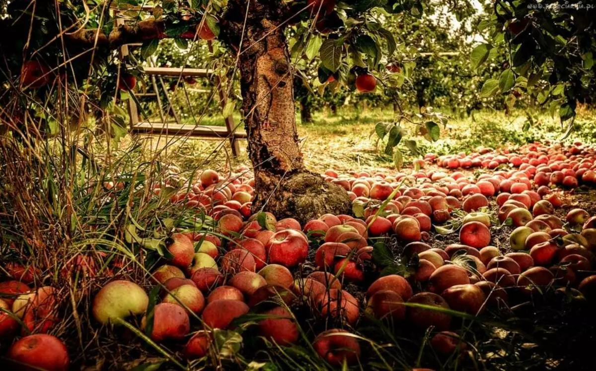 Foto 3 - Proč Apple Strom klesne jablka a co dělat