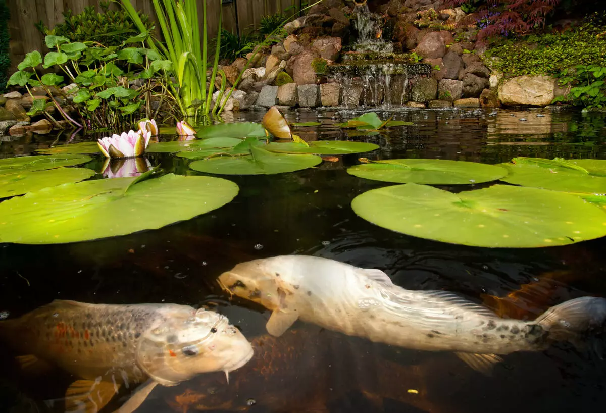 Foto - Naturlig akvarium Hvordan lage dam for fiskeavl