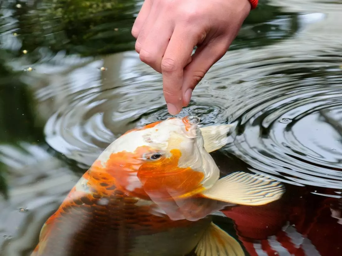 Ifoto 4 - Aquarium Kamere Uburyo bwo Gutanga Ifi