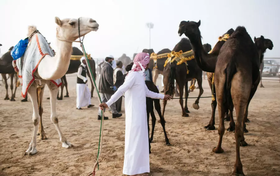 Camel Beauty Lehiaketa