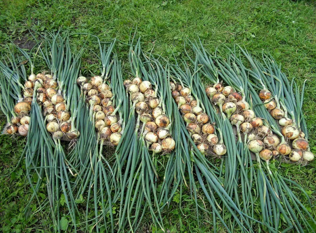 Photo 4 - படுக்கையில் இருந்து வெங்காயம் நீக்க போது