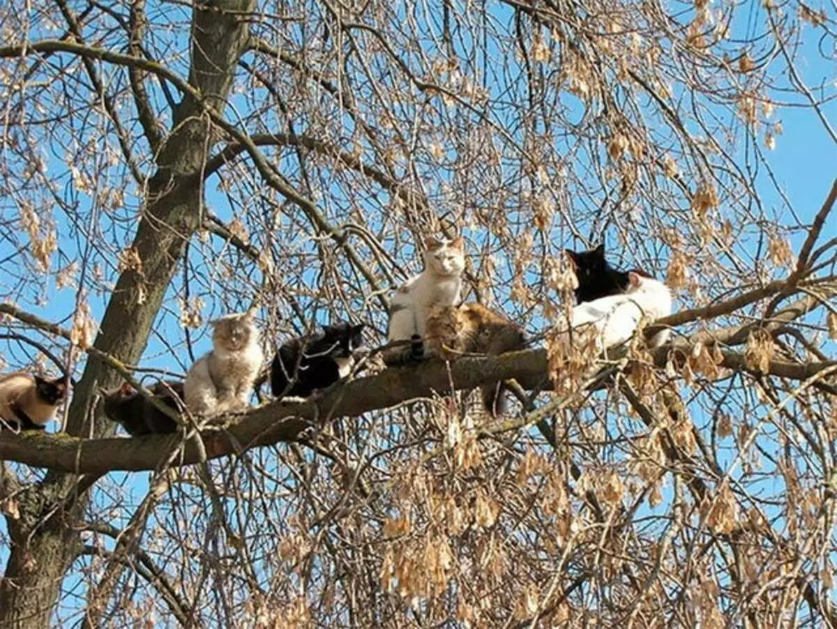 Għażla ta 'ritratti aqwa