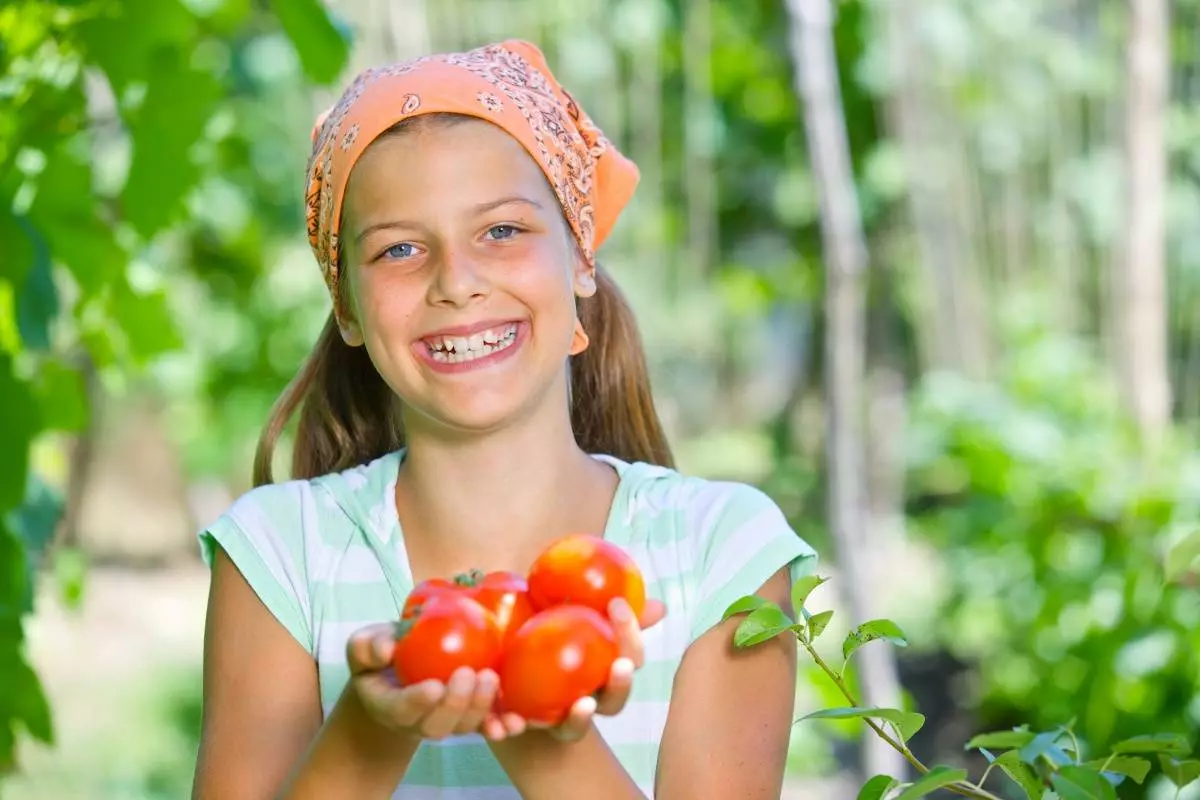 Foto - kuidas kiirendada tomatite valmimist kasvuhoones