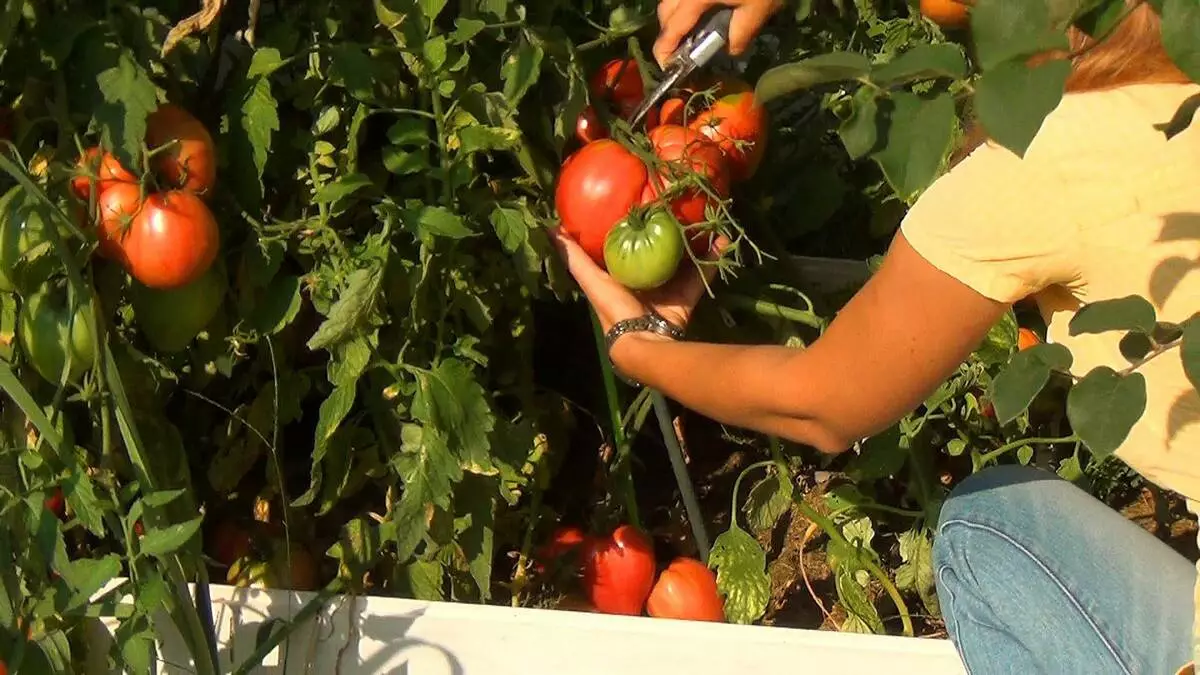 Foto 4 - Kuidas kiirendada tomatite valmimist kasvuhoonesse