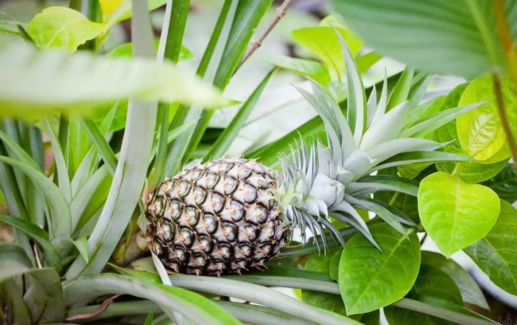 Comment cultiver l'ananas à la maison