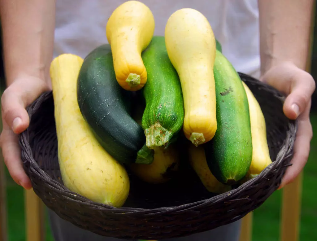 Foto 2 - Varför Rot Zucchini i öppen mark