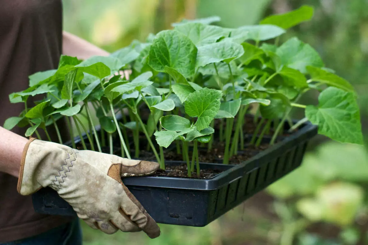 写真4 - オープングラウンドでZucchiniが腐敗している理由