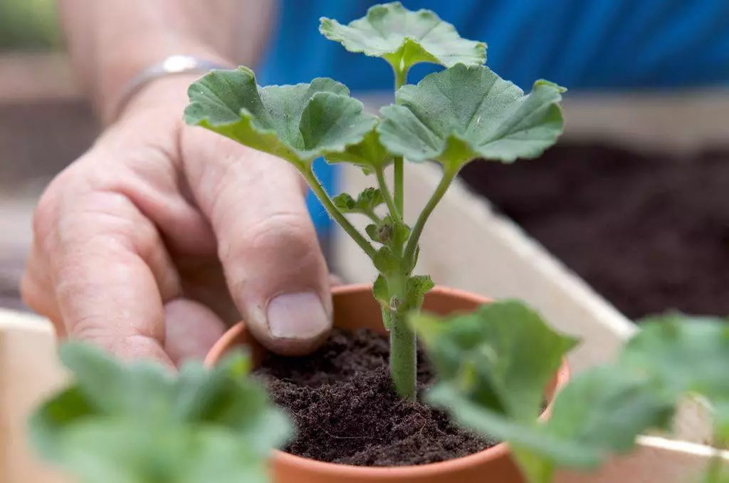 Meriv çawa li Geranium li malê lênêrîn