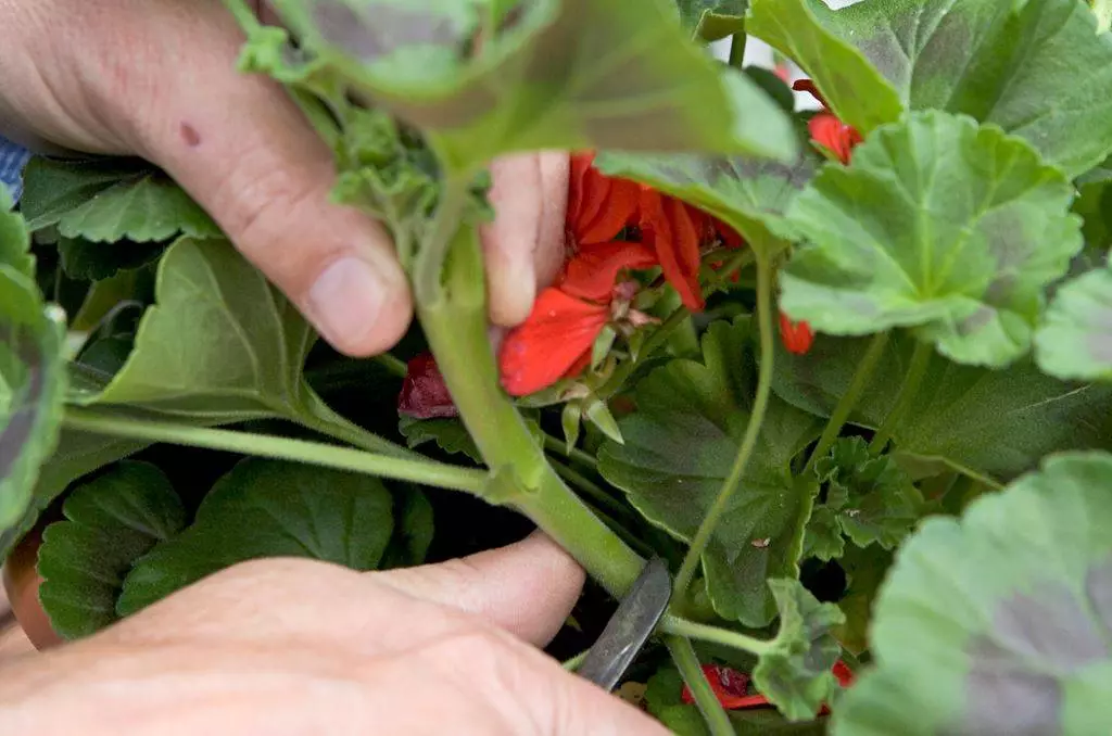 چگونه برای مراقبت از Geranium