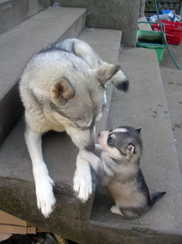 động vật thích là cha mẹ