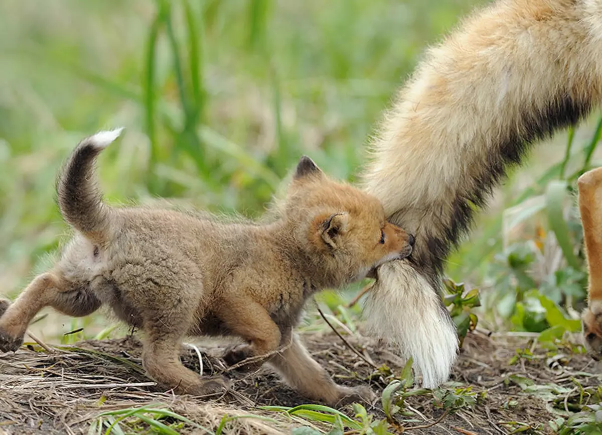 animais que gustan de ser pais