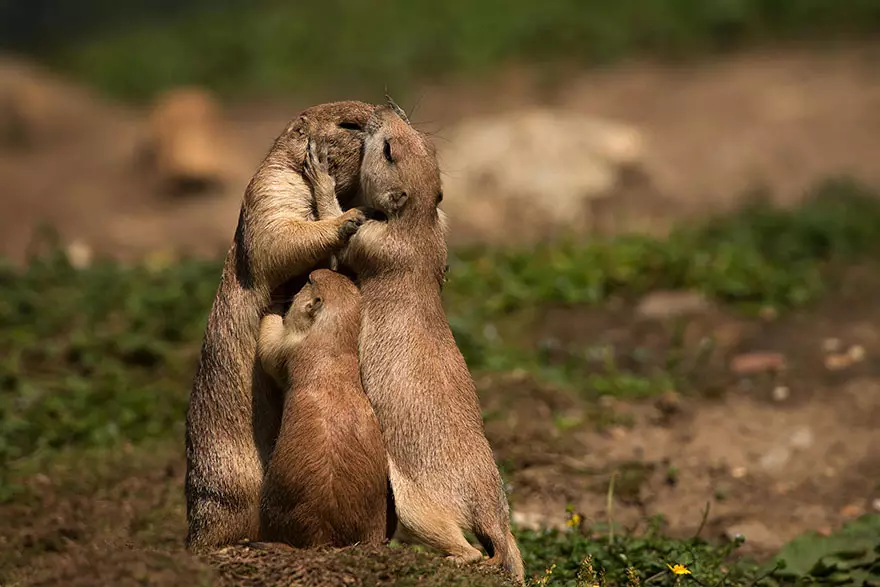 animais que gustan de ser pais