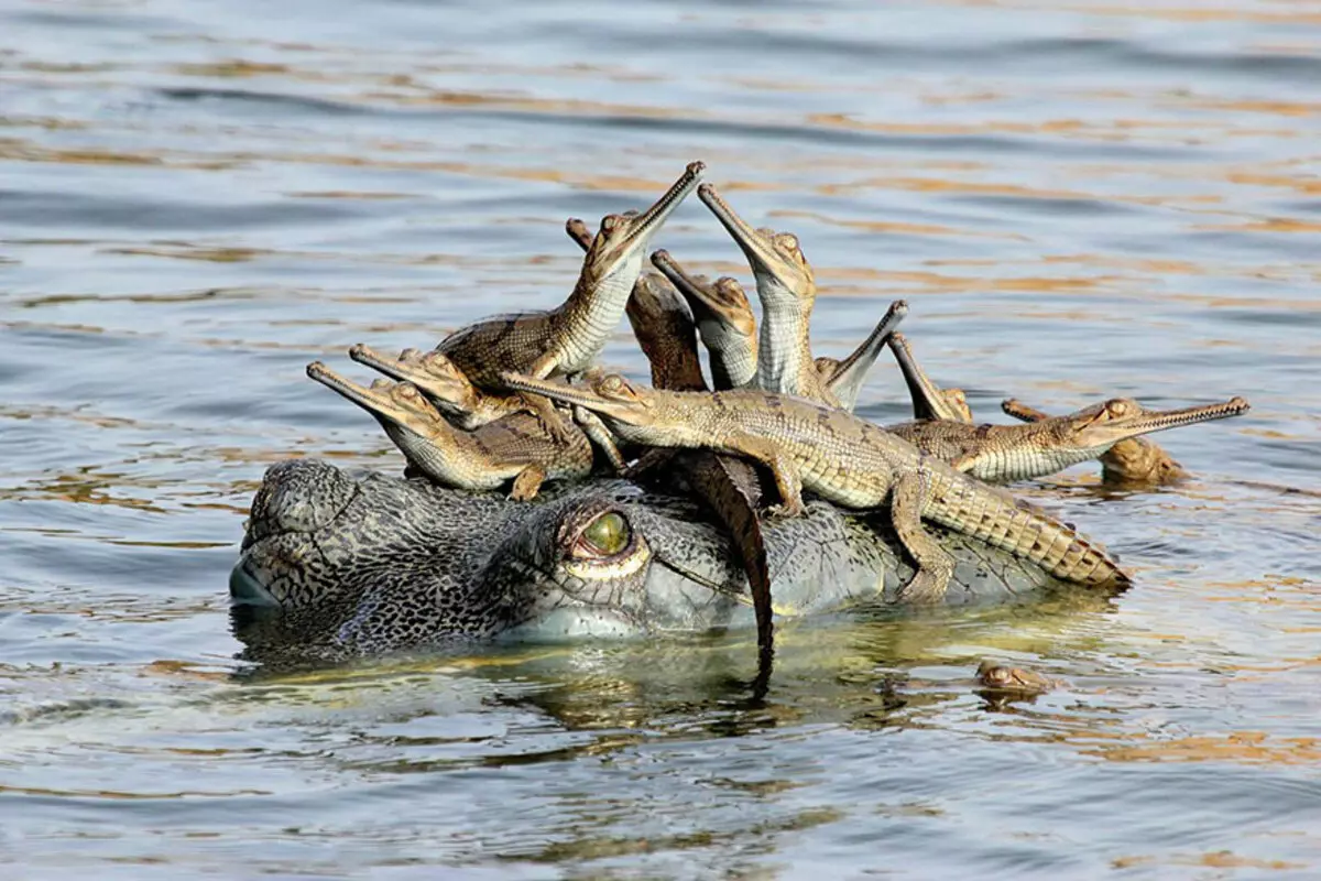 Životinje koje vole biti roditelji