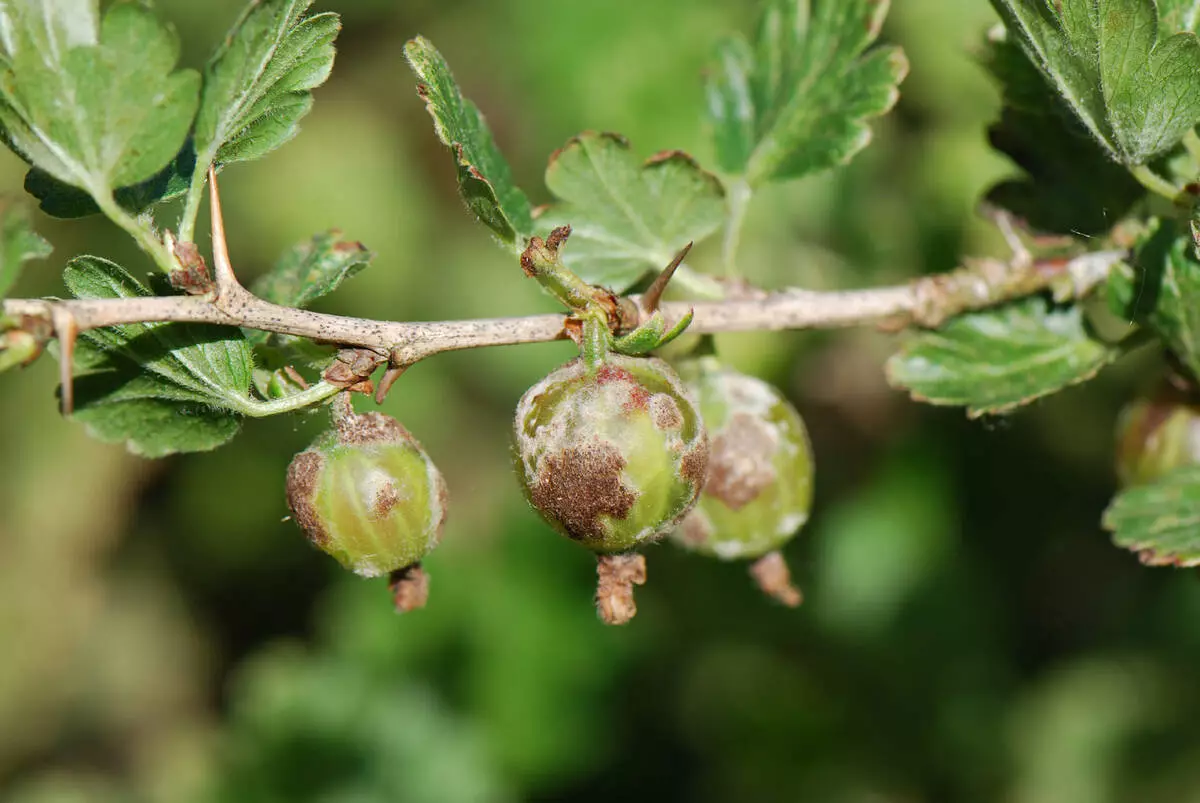 Poto - Kumaha nganyahokeun embun hampang dina gooseberry