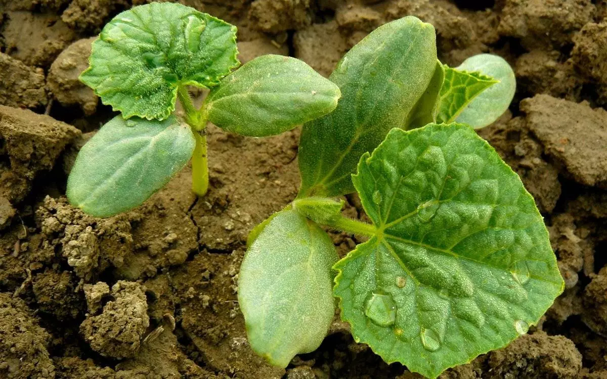 Foto - Etu esi kpụọ cucumbers na ala