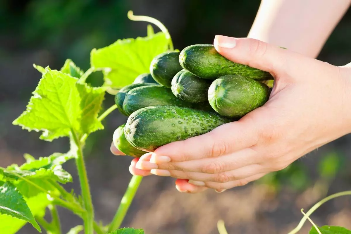 Litrato 2 - Giunsa Paghuluga ang mga pepino sa bukas nga yuta