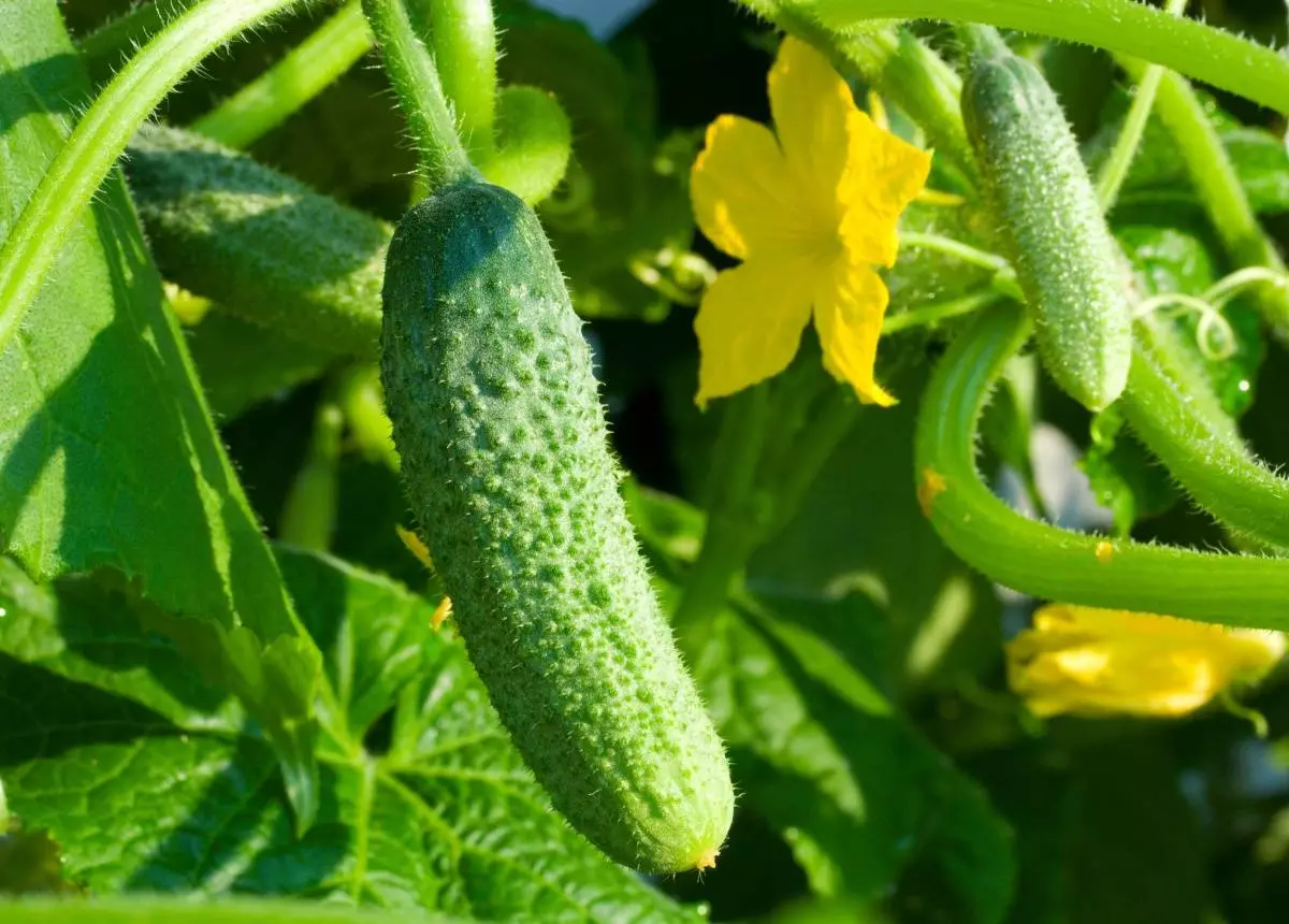 Litrato 3 - Giunsa ang paghulma sa mga pepino sa bukas nga yuta