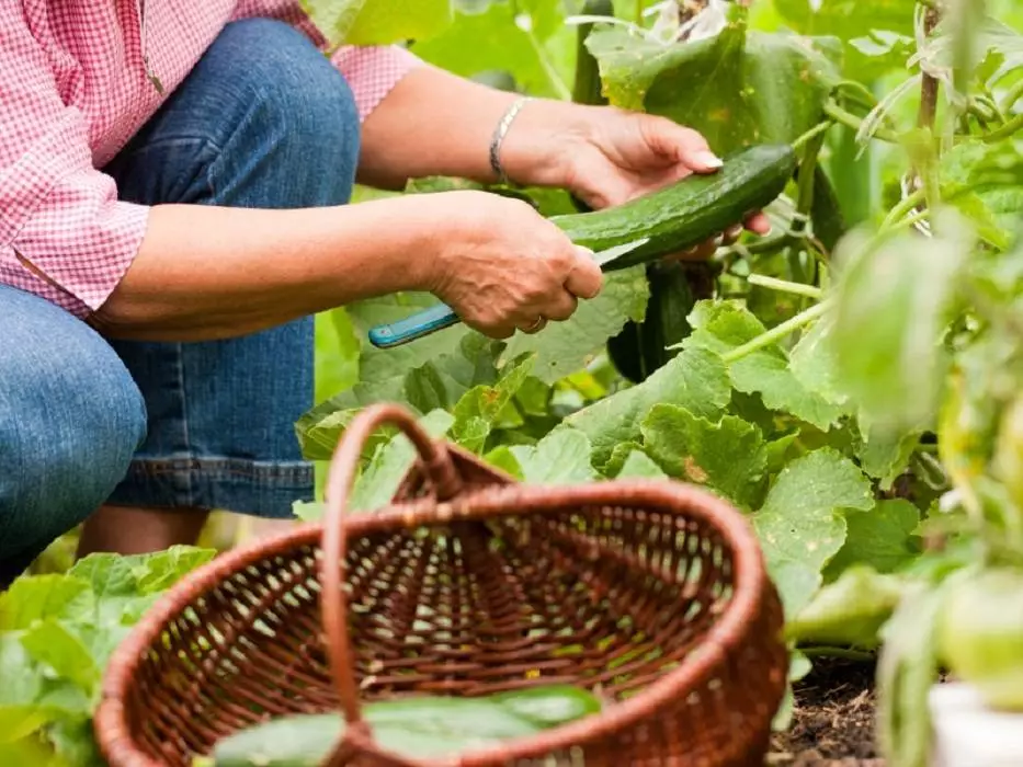 Foto 4 - Otu esi etolite cucumbers na ala