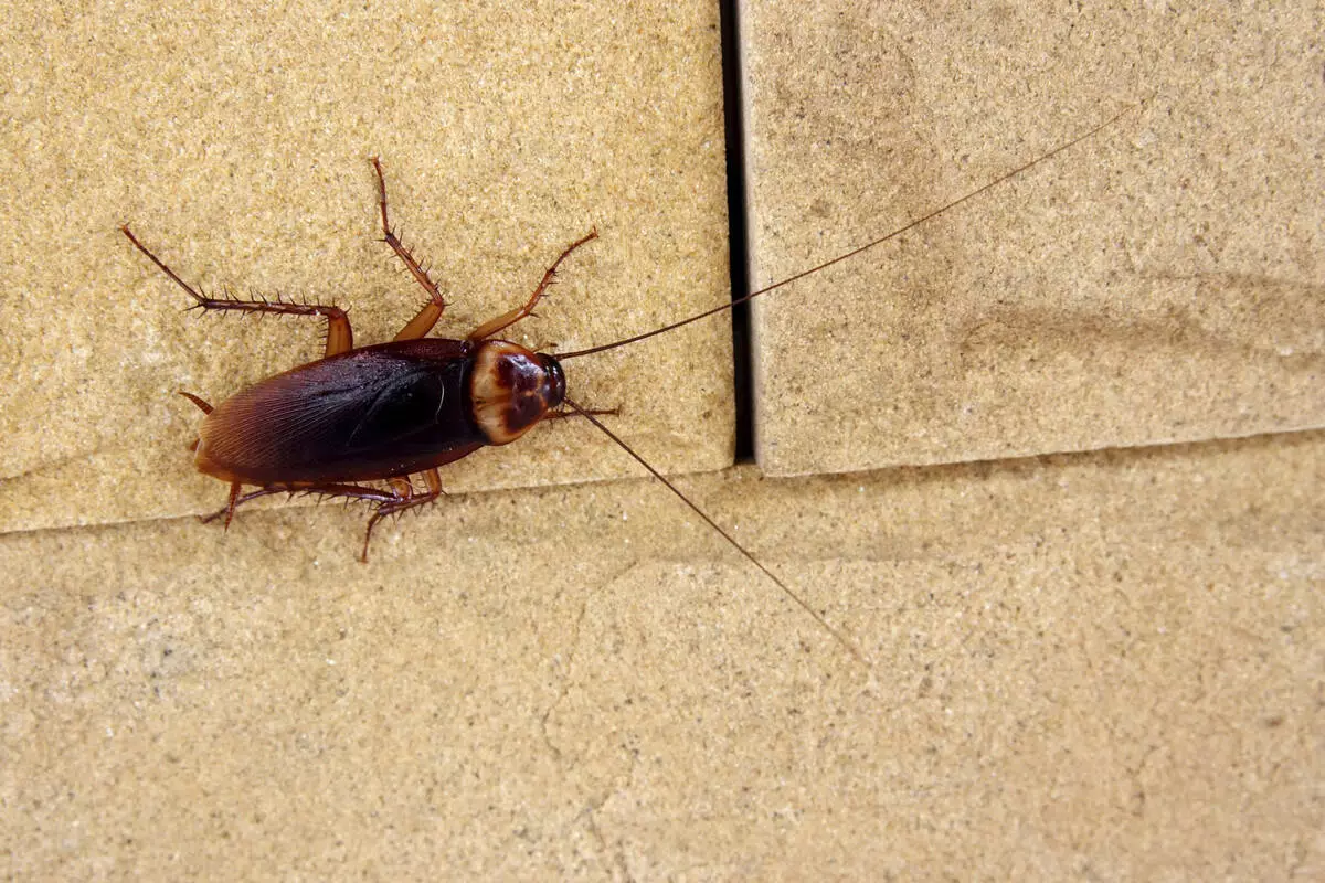 Foto - çfarë për të ngasin cockroaches në apartament