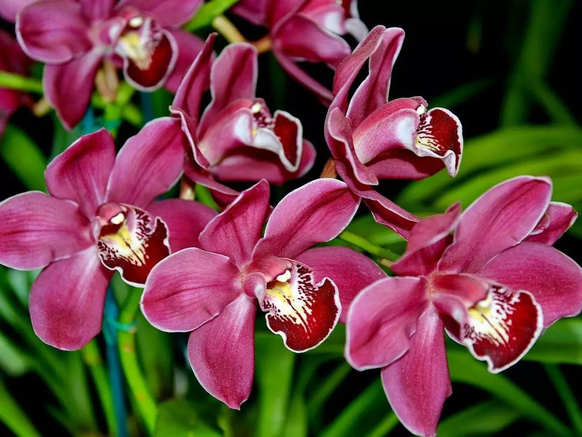 Wie züchten Orchideen zu Hause?