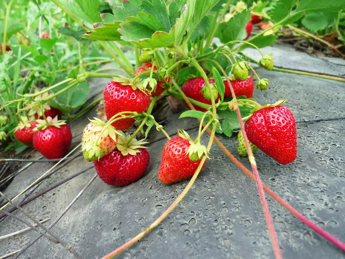 Photos - quoi fertiliser des fraises après la récolte