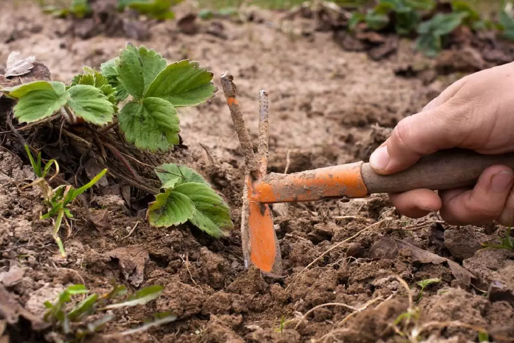 Photo 2 - que fertiliser des fraises après la récolte