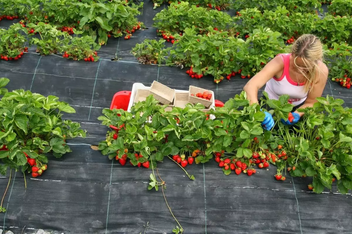 Photo 3 - que de fertiliser des fraises après la récolte