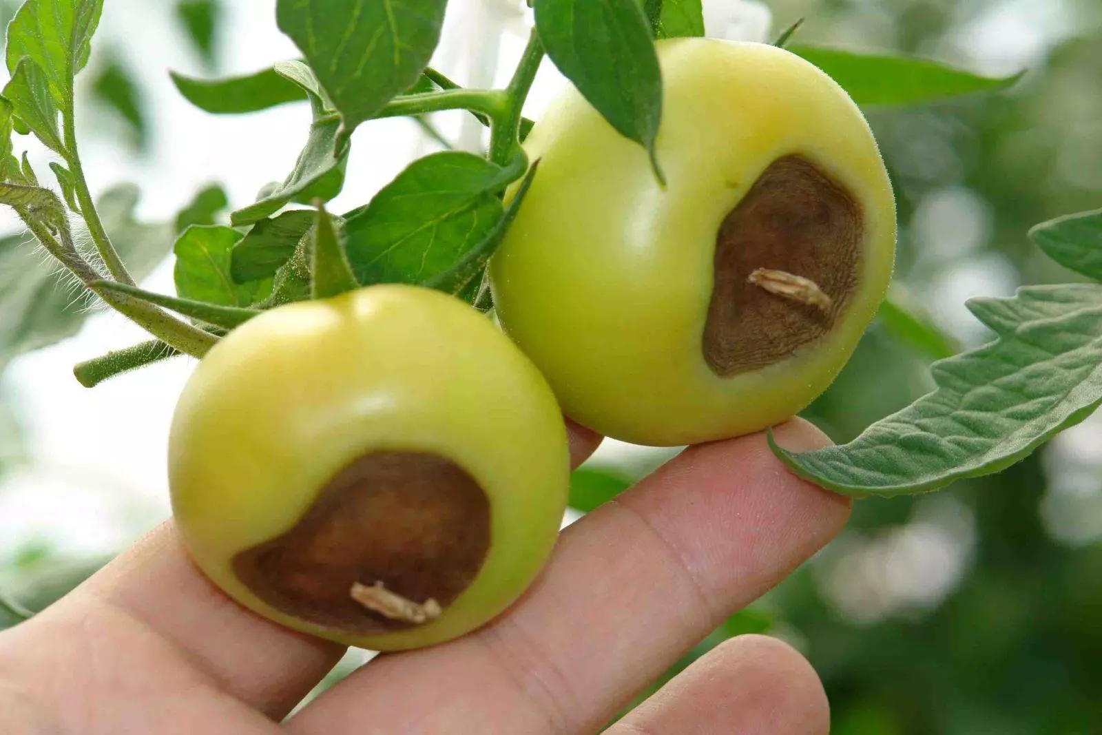 Foto - Hoe te behanneljen grize rot op tomaten