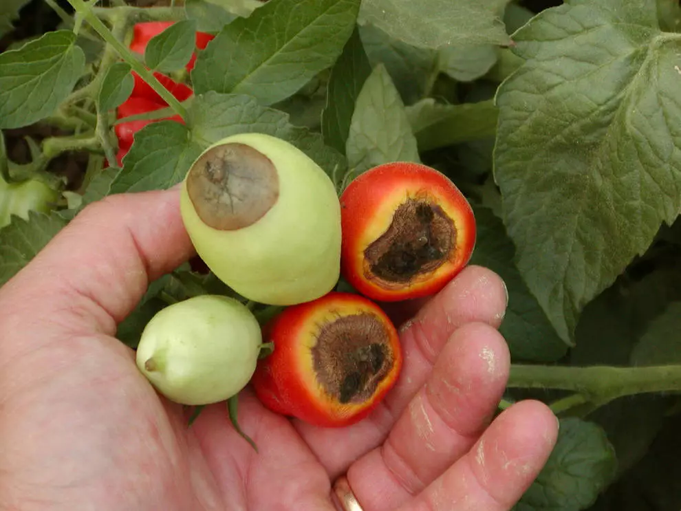 Foto 2 - Hoe behannelje jo grize rot op tomaten