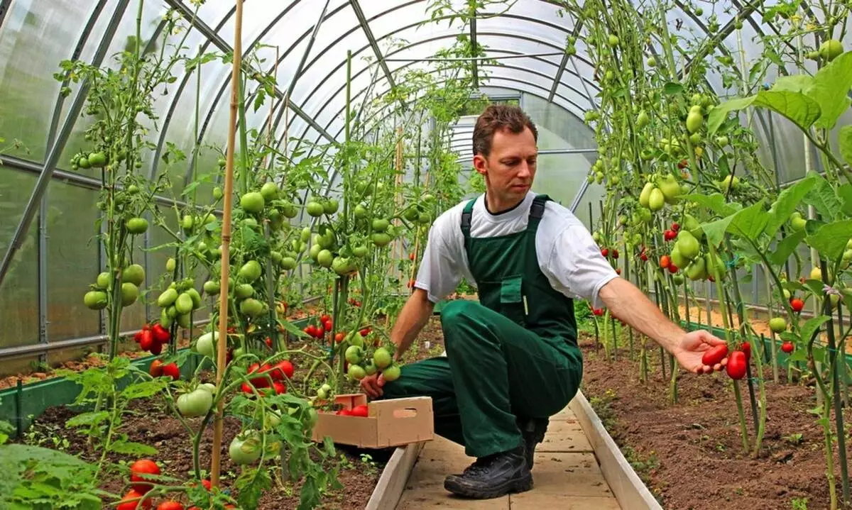 Foto 4 - Hoe behannelje jo grize rot op tomaten