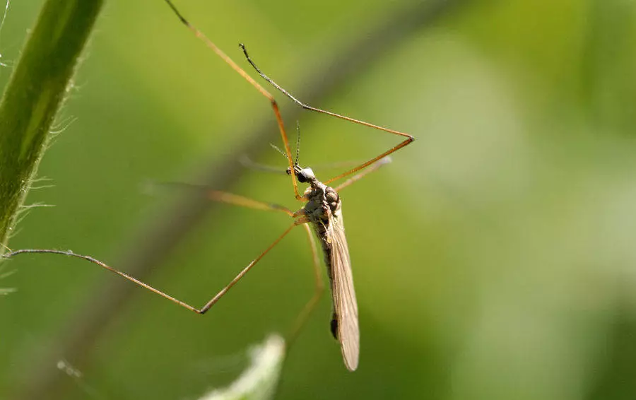 Ukweli kuhusu coronavirus.