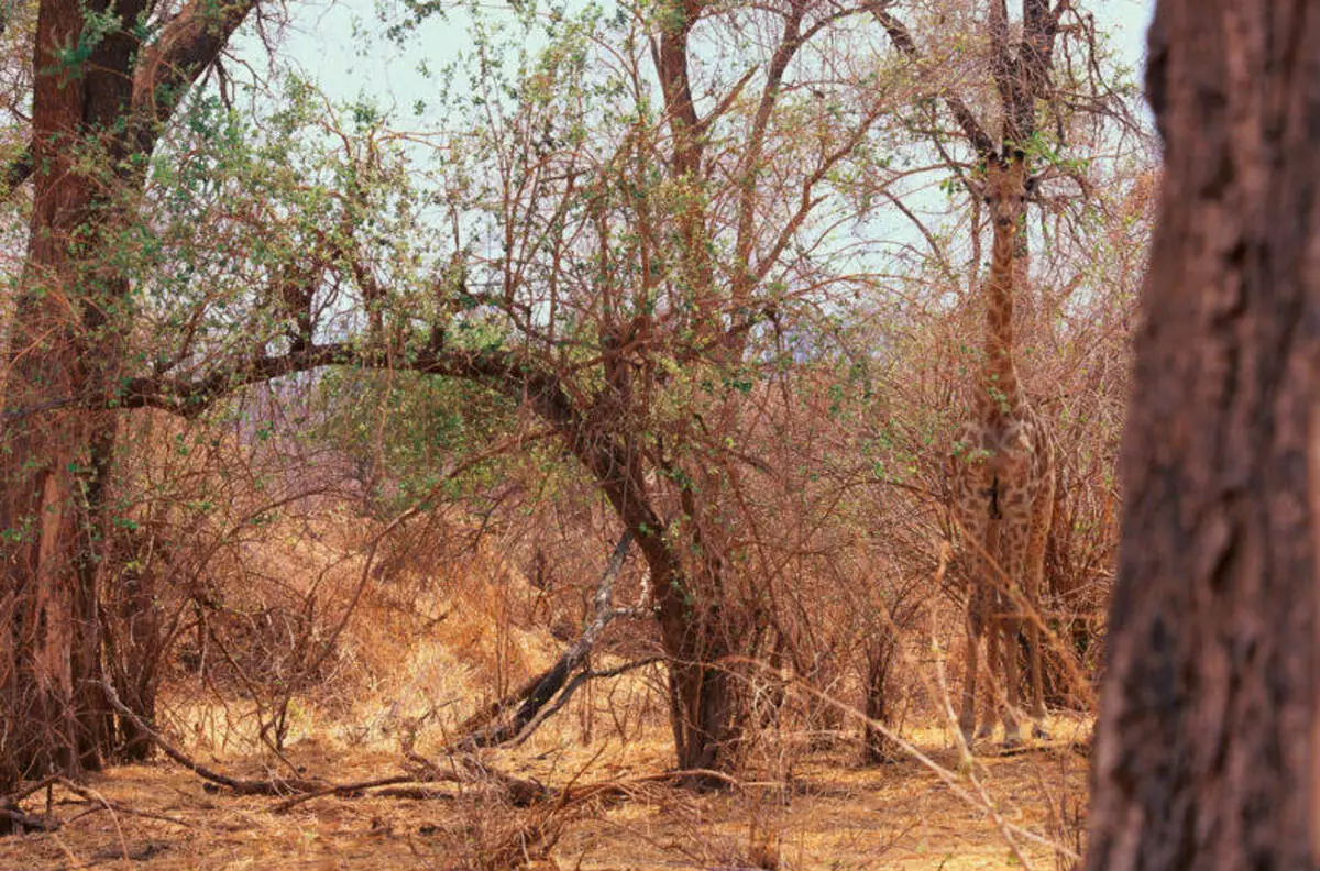 மறைக்க மற்றும் பெற சரியான என்று விலங்குகள்