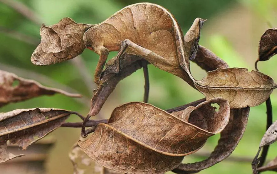 மறைக்க மற்றும் பெற சரியான என்று விலங்குகள்