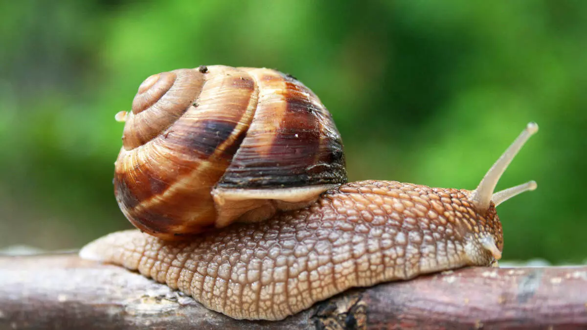 Poto 2 - naon snail di bumi