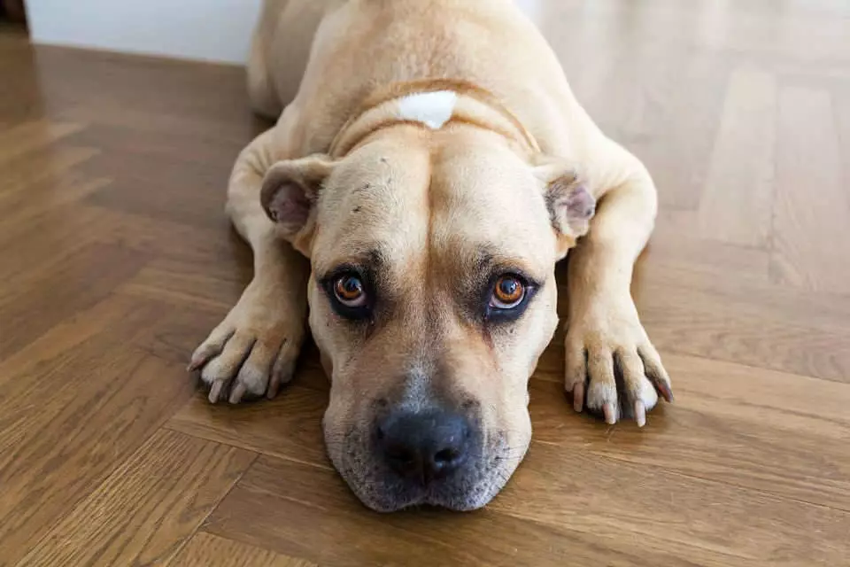 Fotoğraflar - hangi köpek dairede başlamak için daha iyidir