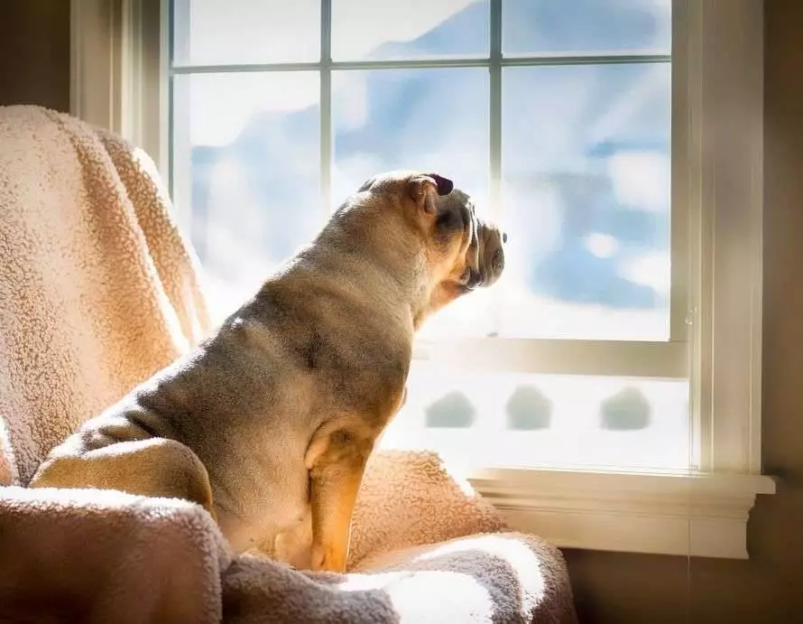 Fotoğraf 3 - Dairede başlamak için ne tür bir köpek daha iyidir