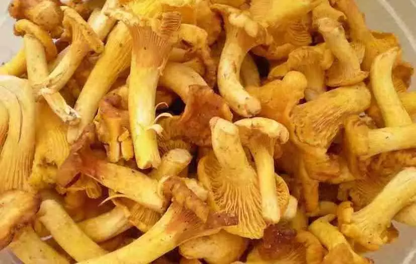 Chanterelles untuk musim dingin