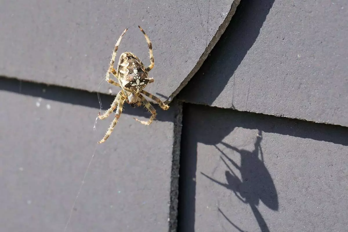 Foto's - Hoe om ontslae te raak van spinnekoppe in die huis