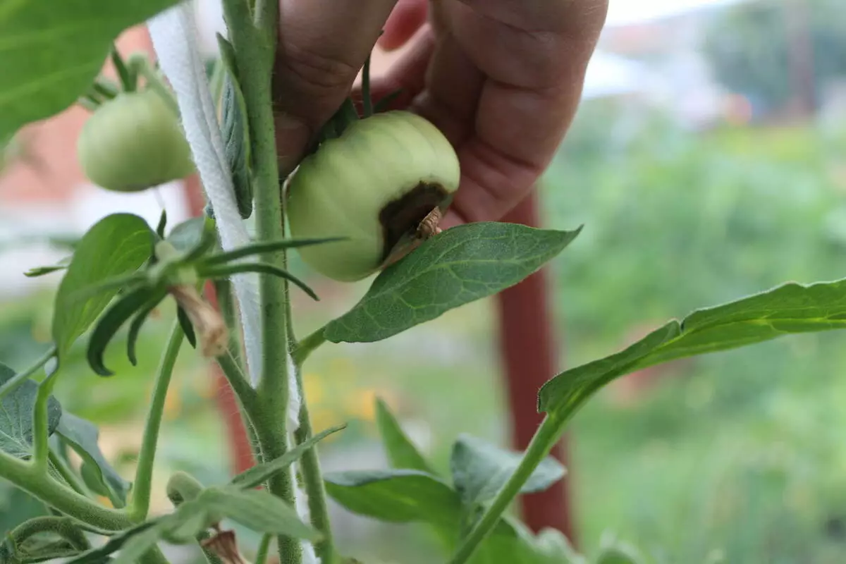 Foto - kial tomatoj estas nigraj de malsupre en la forcejo