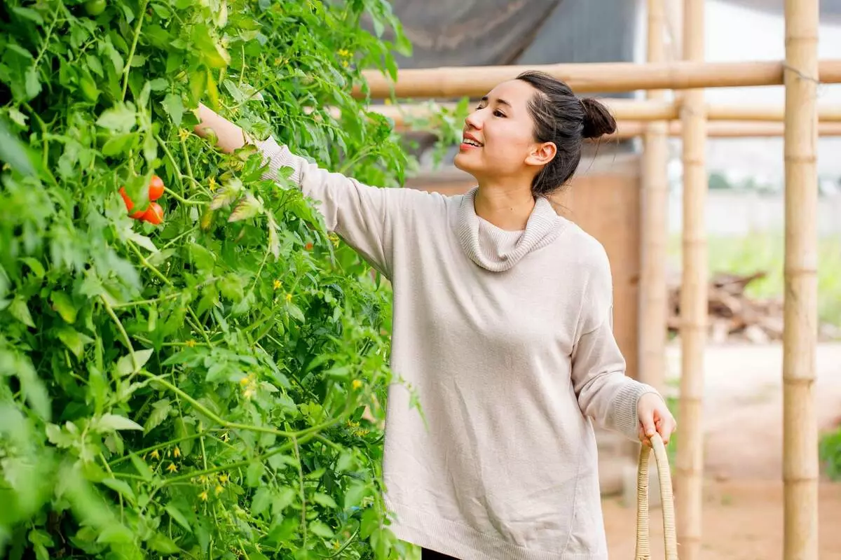 Chithunzi 2 - Chifukwa Chiyani Tomato ndi wakuda kuchokera pansi mu wowonjezera kutentha